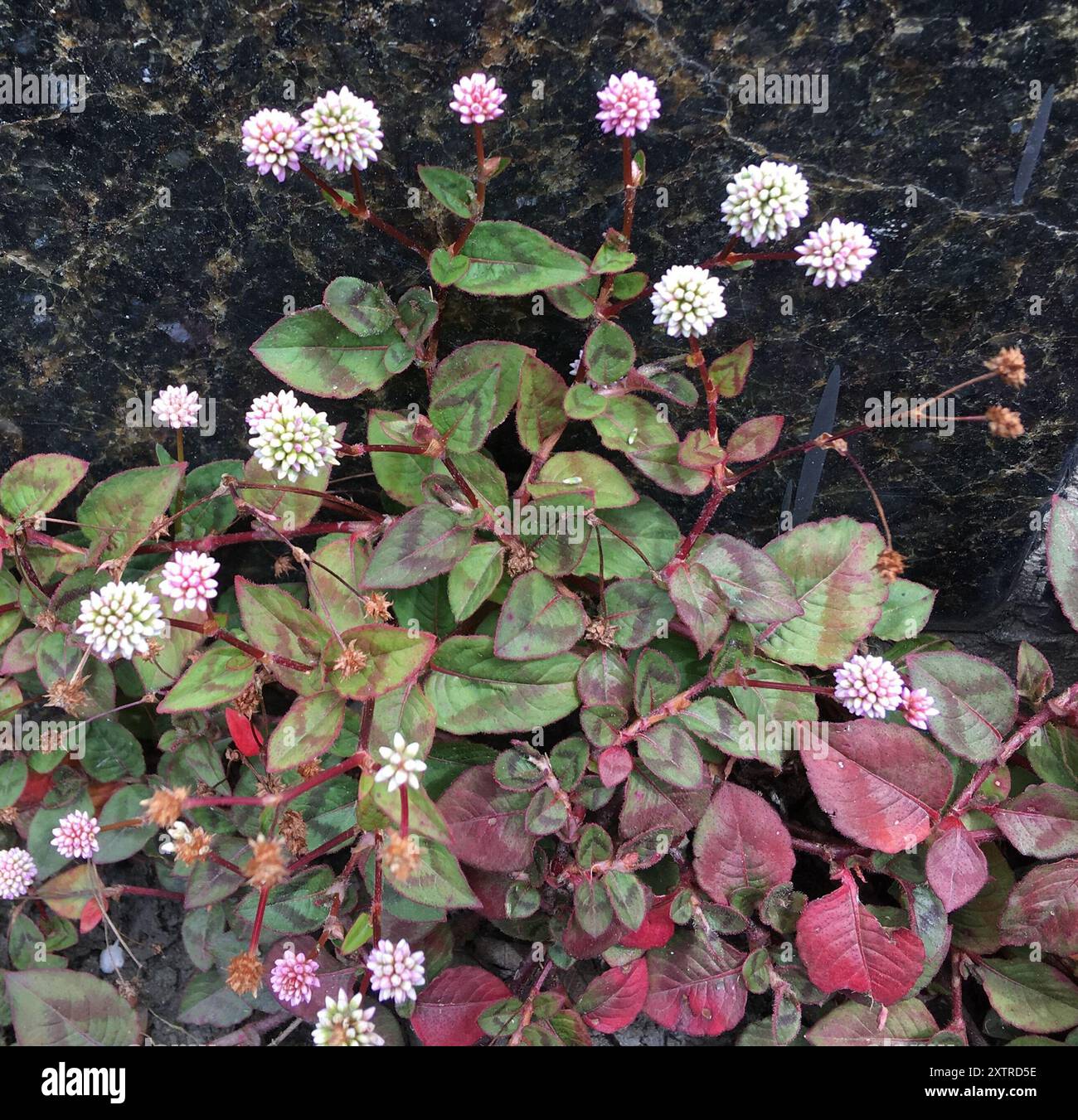 pink knotweed (Persicaria capitata) Plantae Stock Photo - Alamy