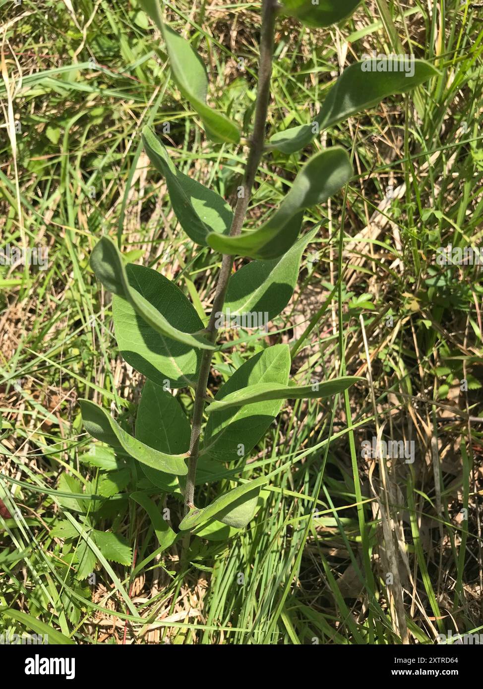 green comet milkweed (Asclepias viridiflora) Plantae Stock Photo - Alamy