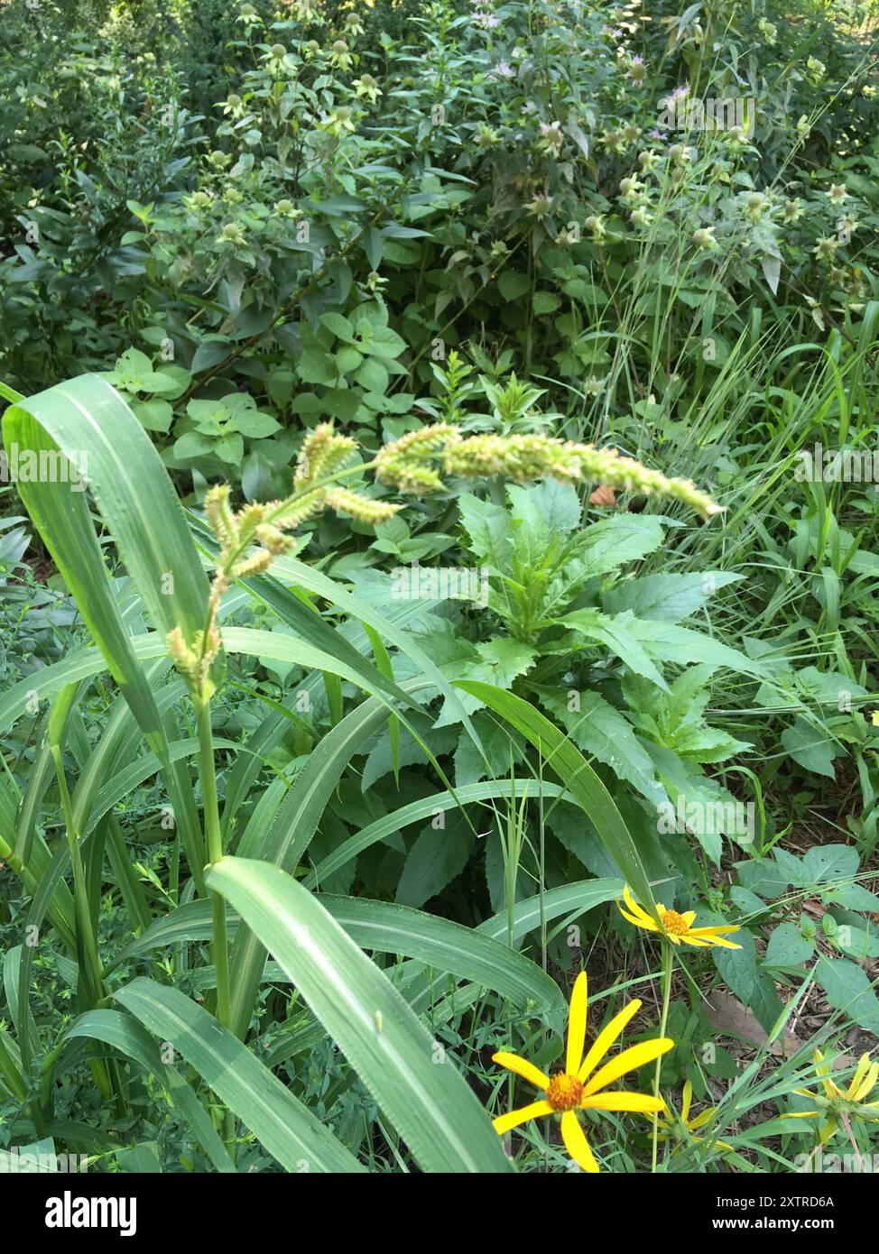 barnyardgrass (Echinochloa crus-galli) Plantae Stock Photo - Alamy