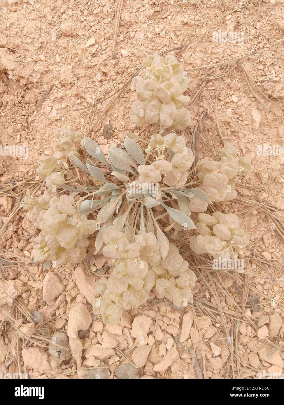 bladderpods (Physaria) Plantae Stock Photo - Alamy