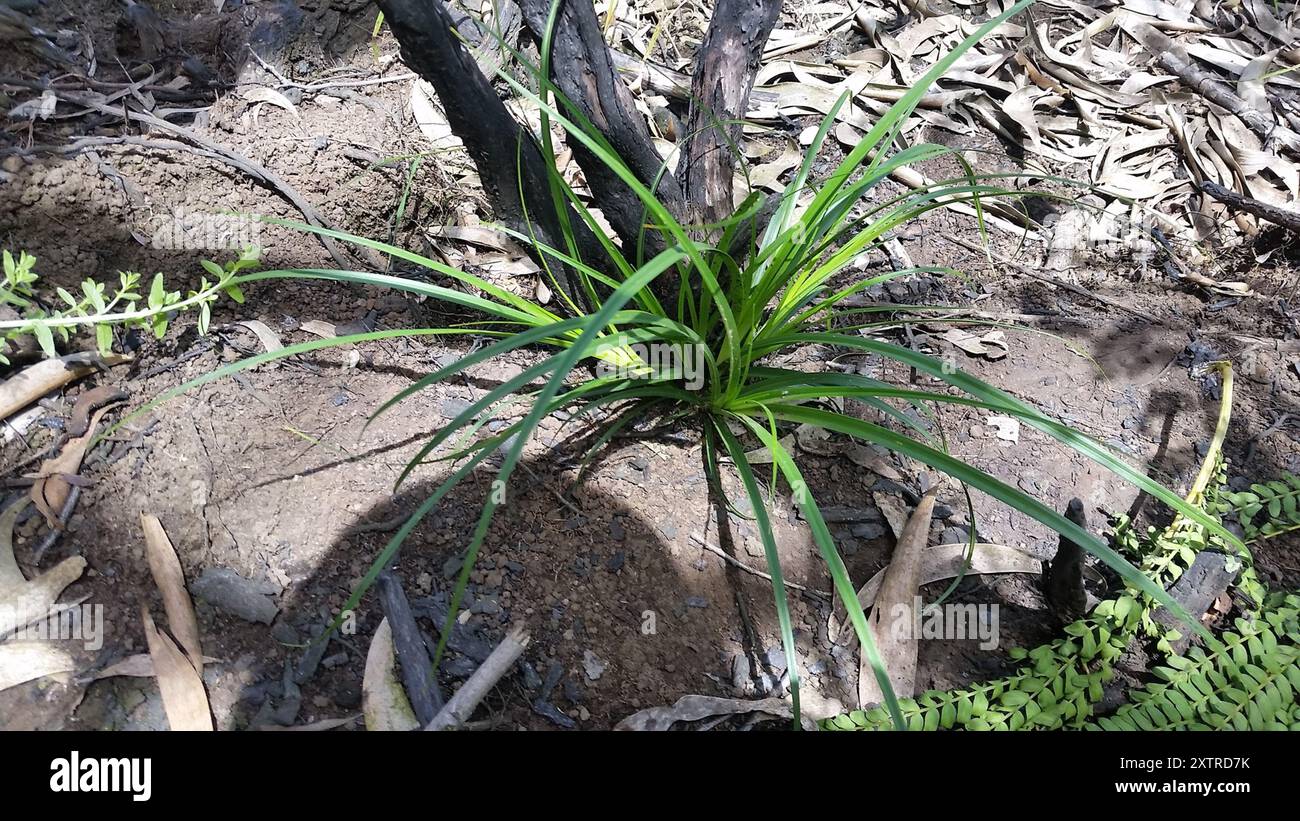 Oahu Sedge (Carex wahuensis) Plantae Stock Photo - Alamy