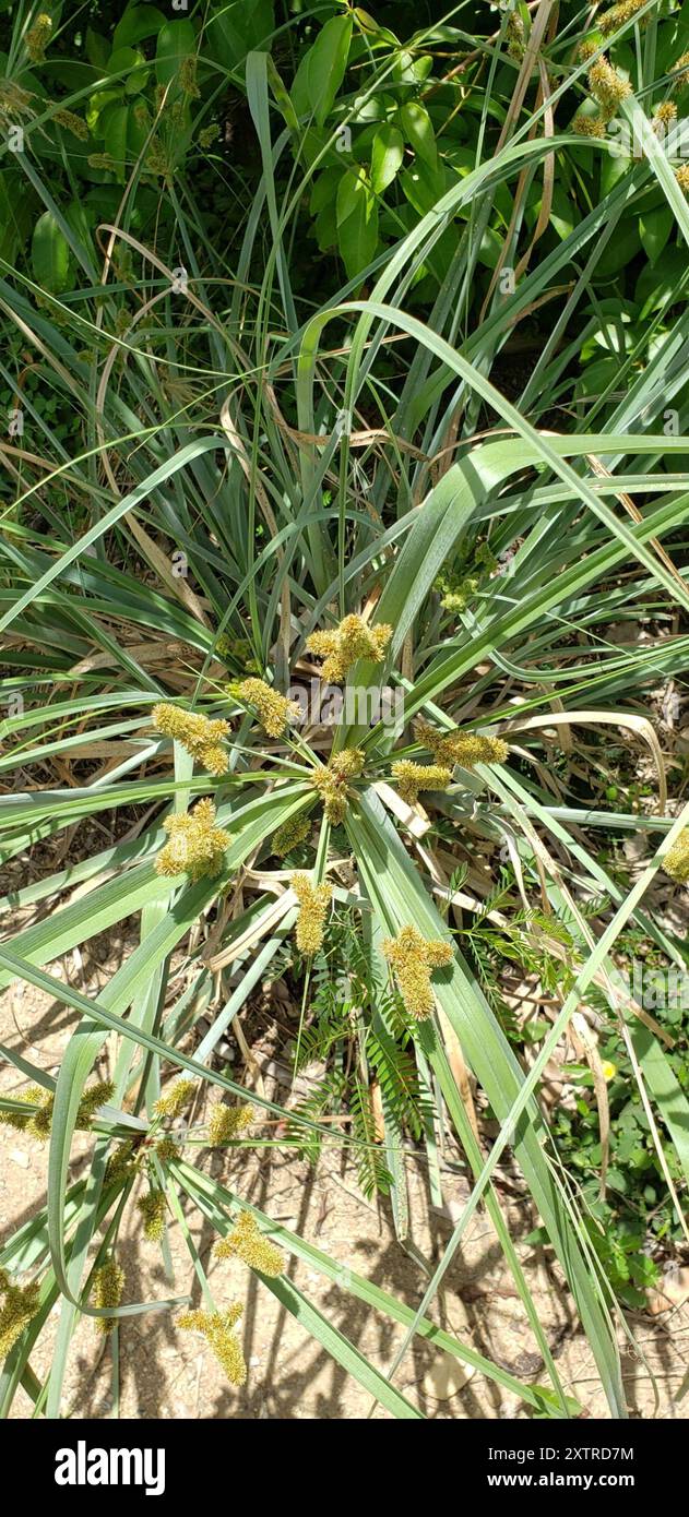 Swamp Flatsedge (Cyperus ligularis) Plantae Stock Photo - Alamy