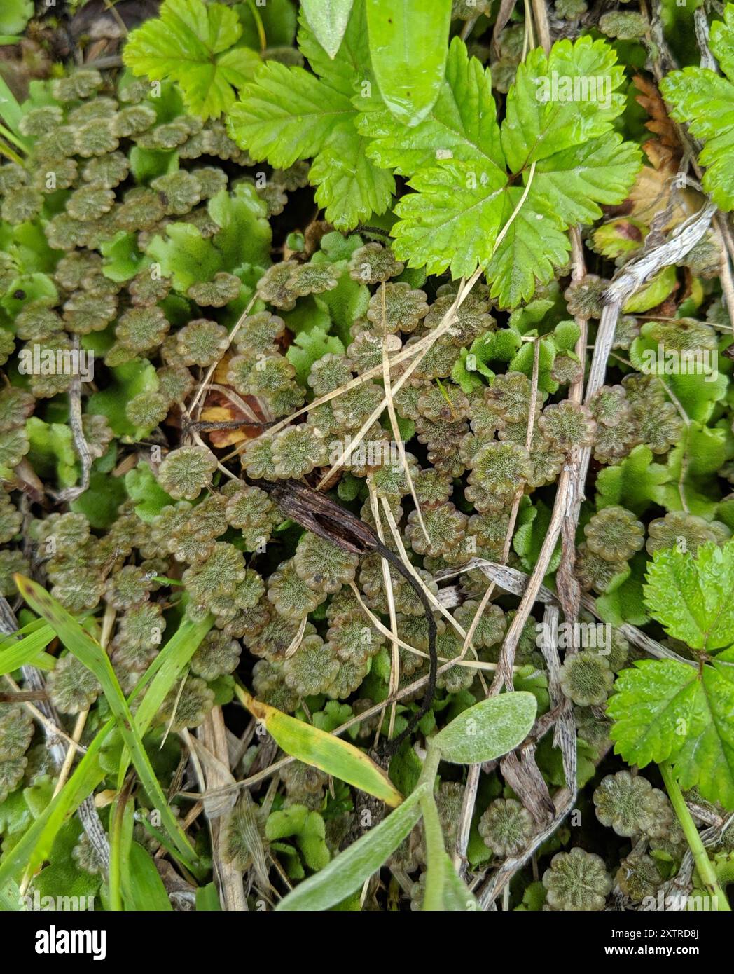 Common Liverwort (Marchantia polymorpha) Plantae Stock Photo - Alamy