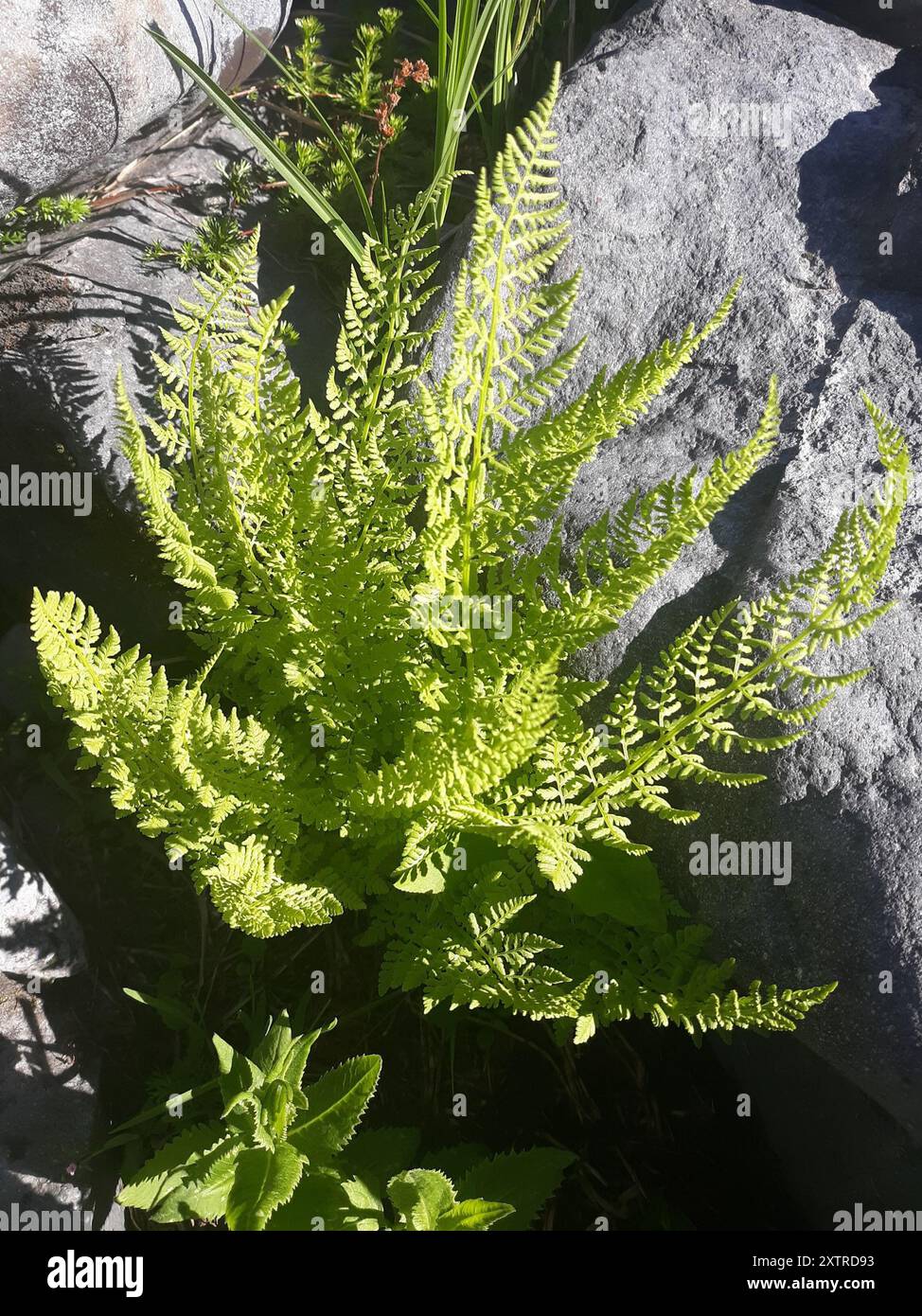 American Alpine Lady Fern (Athyrium americanum) Plantae Stock Photo - Alamy