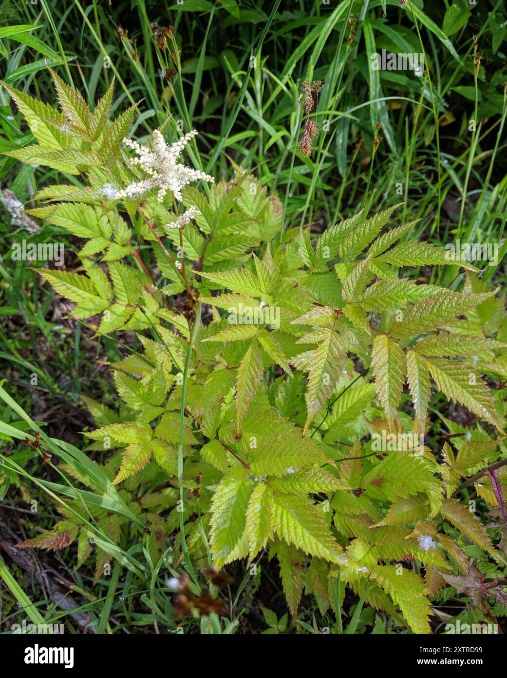 Goatsbeard (Aruncus dioicus) Plantae Stock Photo - Alamy