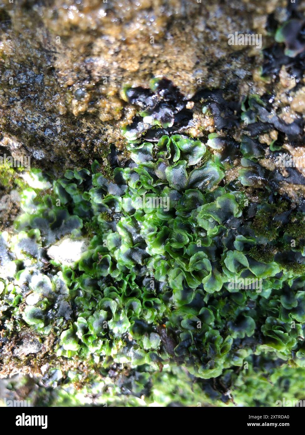 Pellia (Pellia) Plantae Stock Photo - Alamy