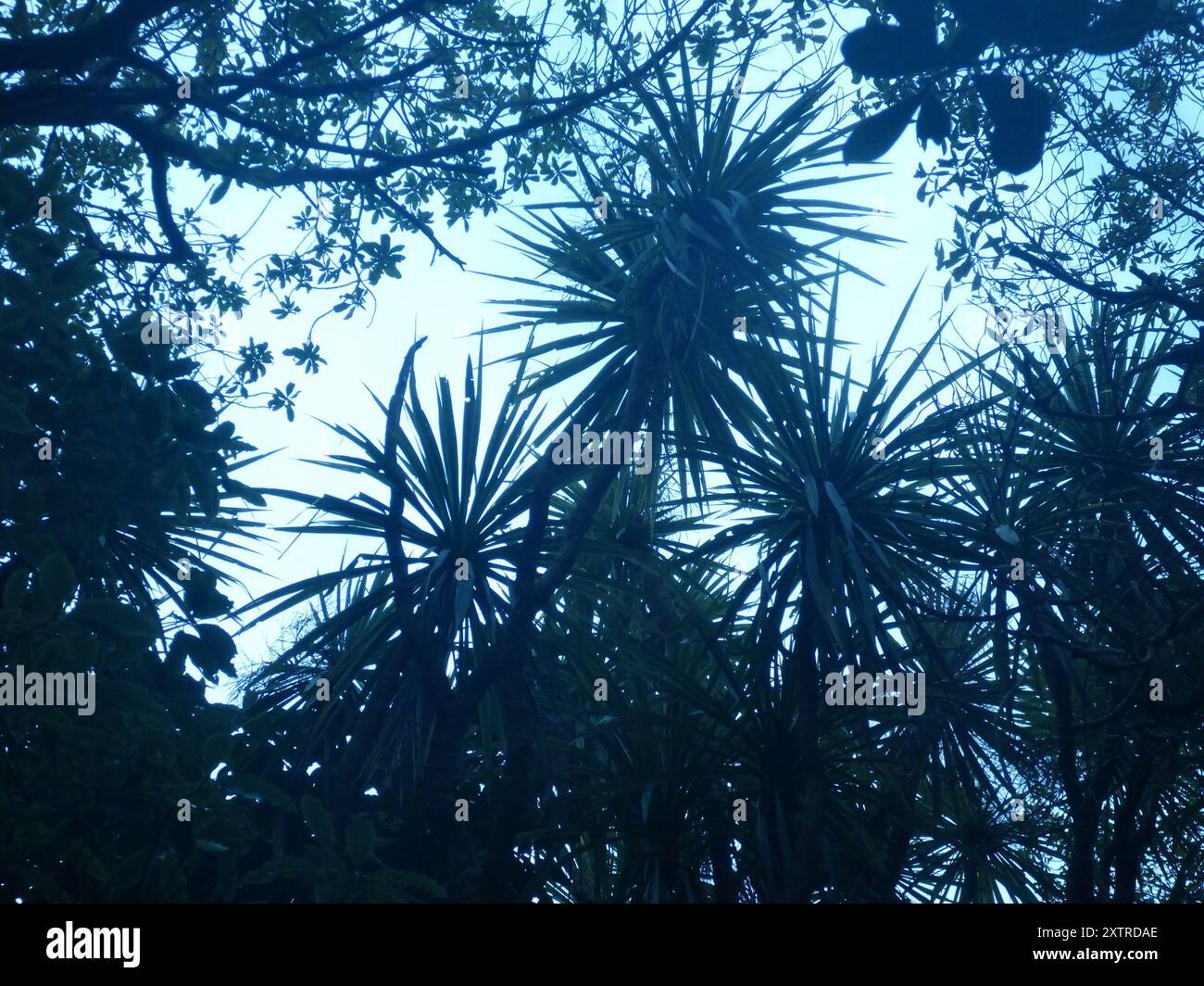 New Zealand cabbage tree (Cordyline australis) Plantae Stock Photo - Alamy