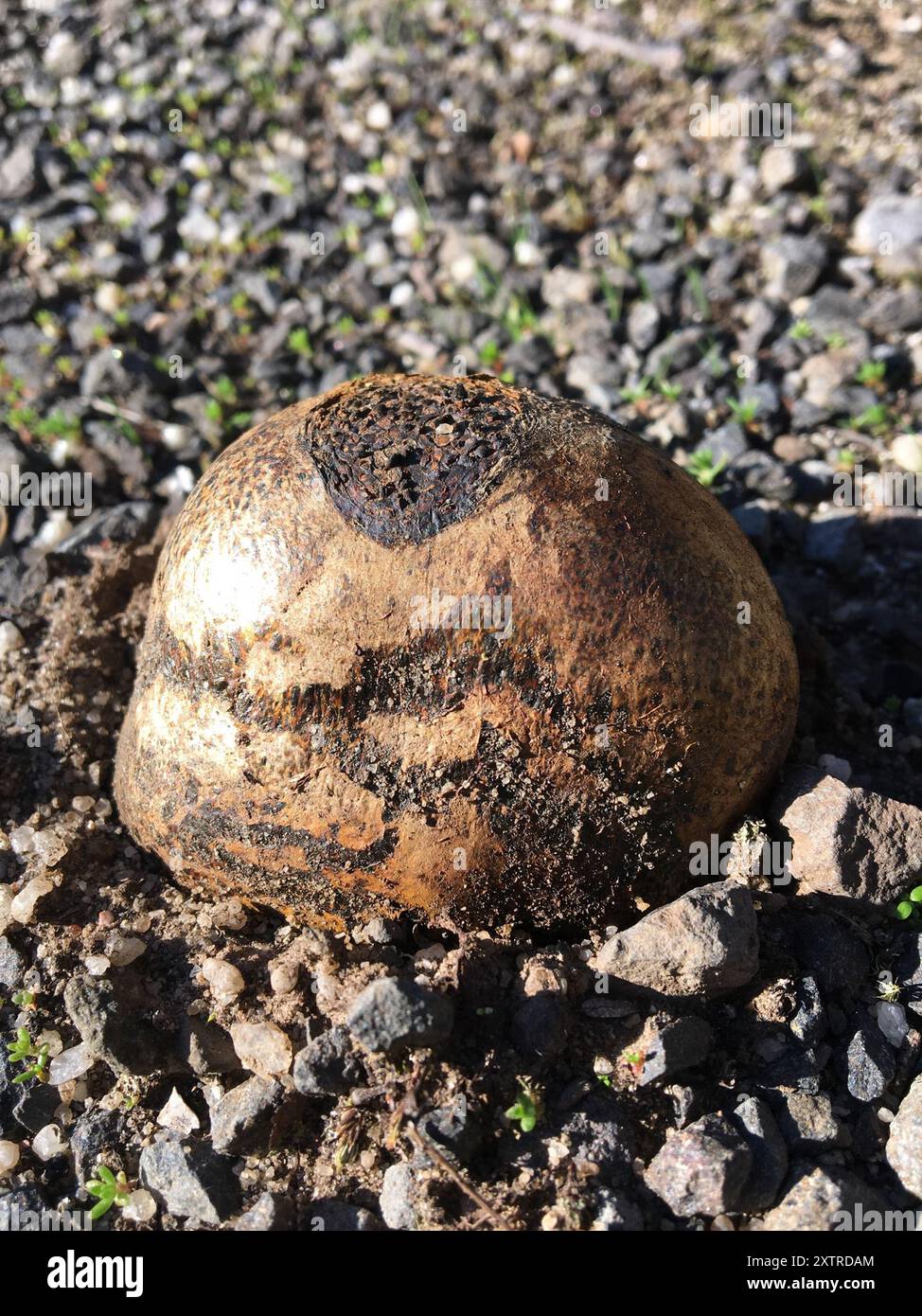 Dyeball (Pisolithus arhizus) Fungi Stock Photo - Alamy