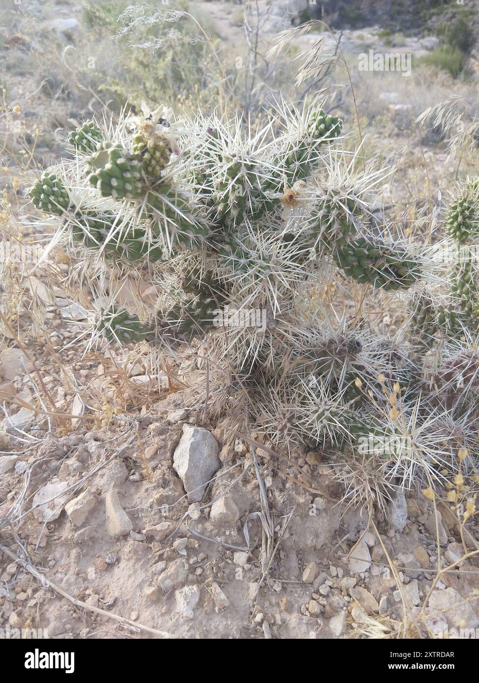 Cylindropuntia whipplei hi-res stock photography and images - Alamy