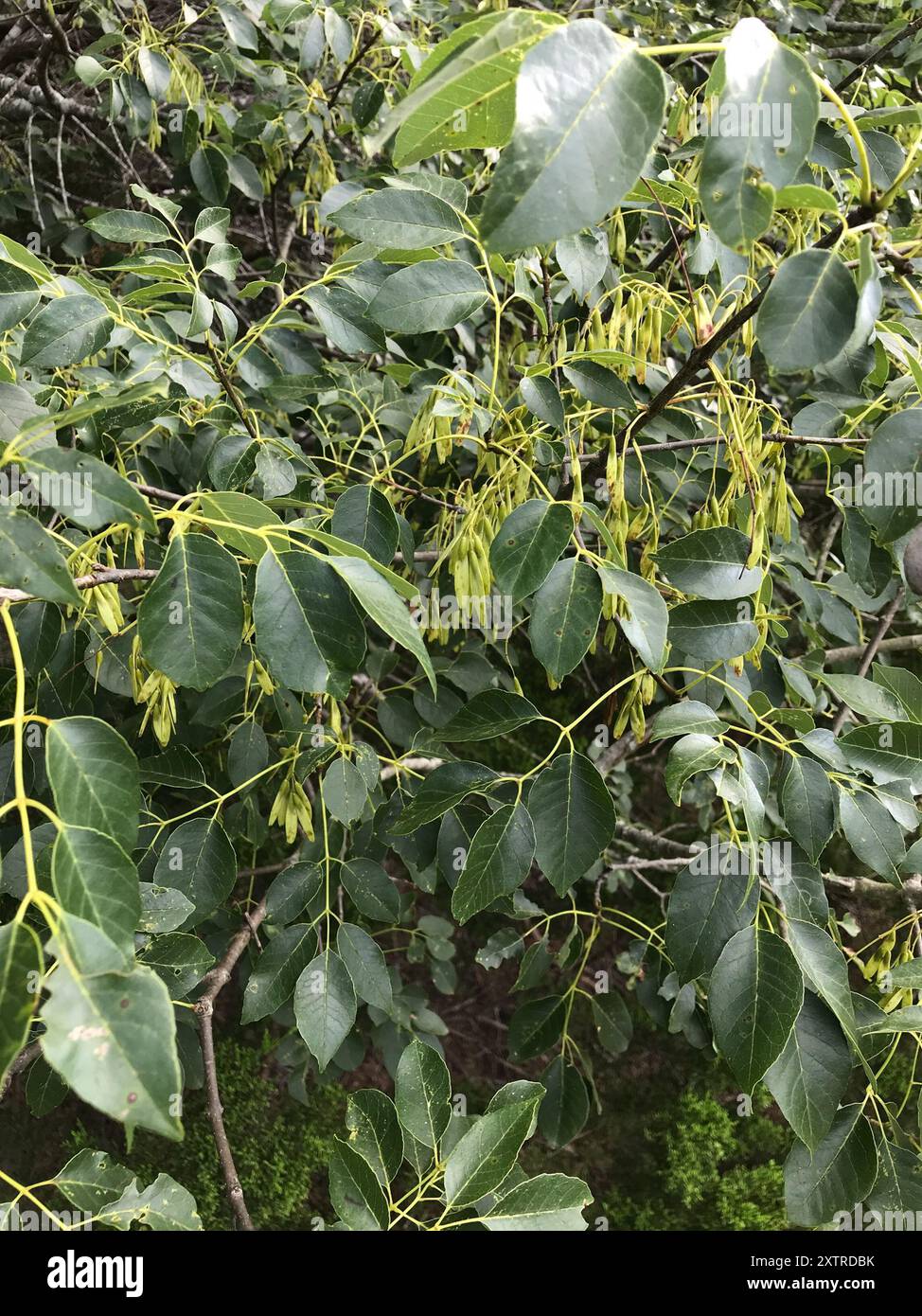 Texas ash (Fraxinus albicans) Plantae Stock Photo - Alamy