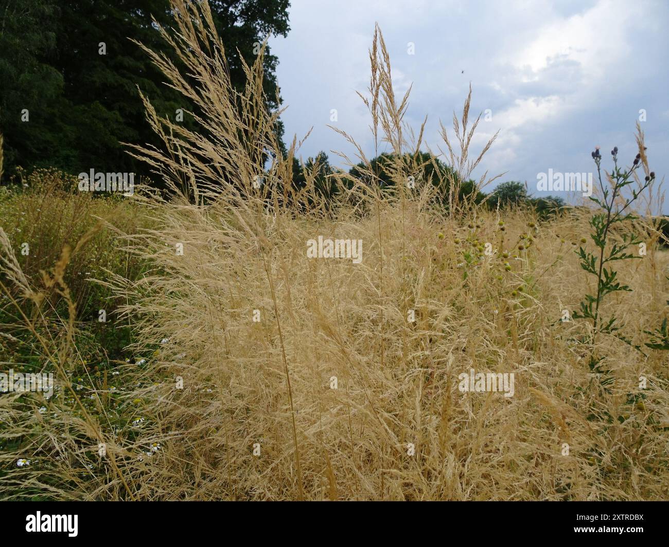 Loose Silky-bent (Apera spica-venti) Plantae Stock Photo - Alamy