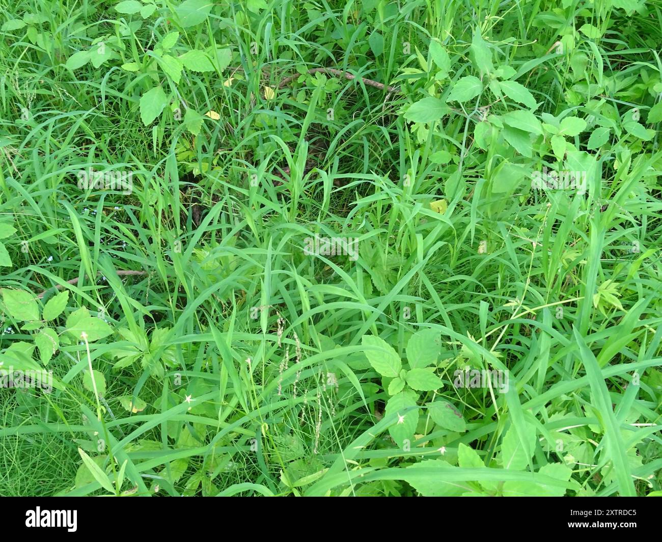 rice cutgrass (Leersia oryzoides) Plantae Stock Photo - Alamy