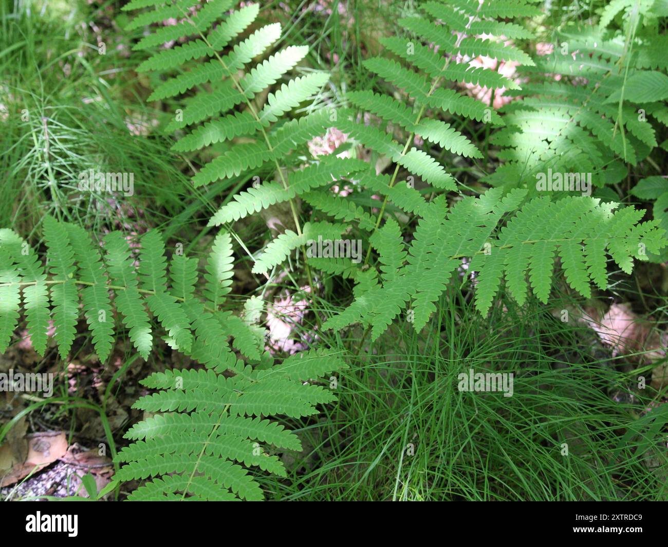 interrupted fern (Osmunda claytoniana) Plantae Stock Photo - Alamy