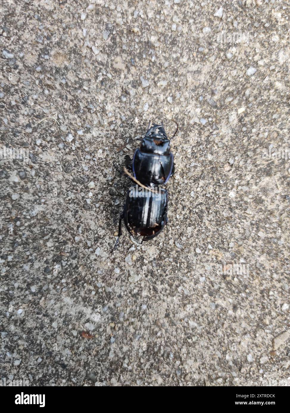 Warrior Beetles (Pasimachus) Insecta Stock Photo - Alamy