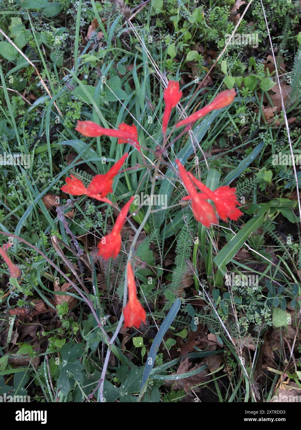 Red larkspur (Delphinium nudicaule) Plantae Stock Photo - Alamy