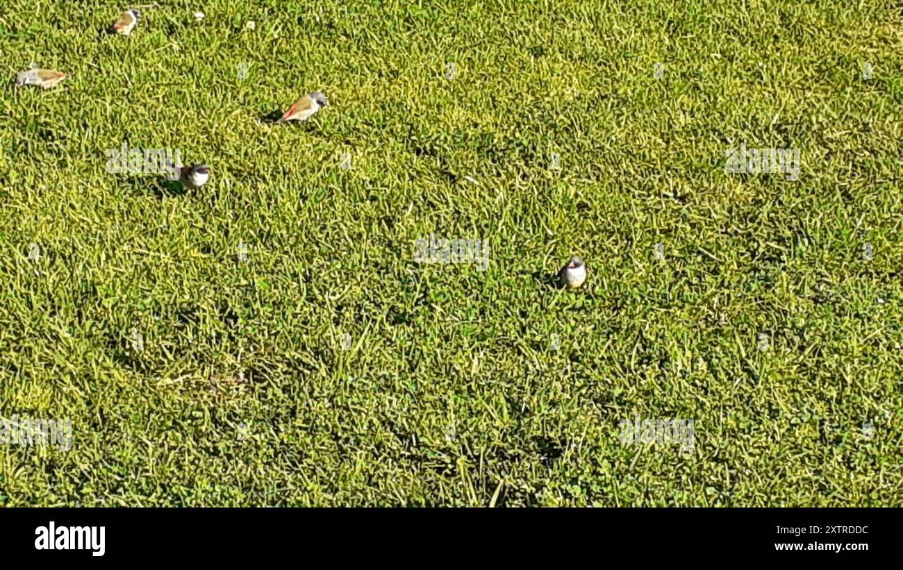 Coccopygia hi-res stock photography and images - Alamy