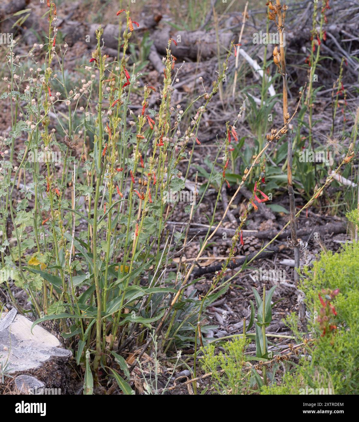firecracker penstemon (Penstemon eatonii) Plantae Stock Photo - Alamy