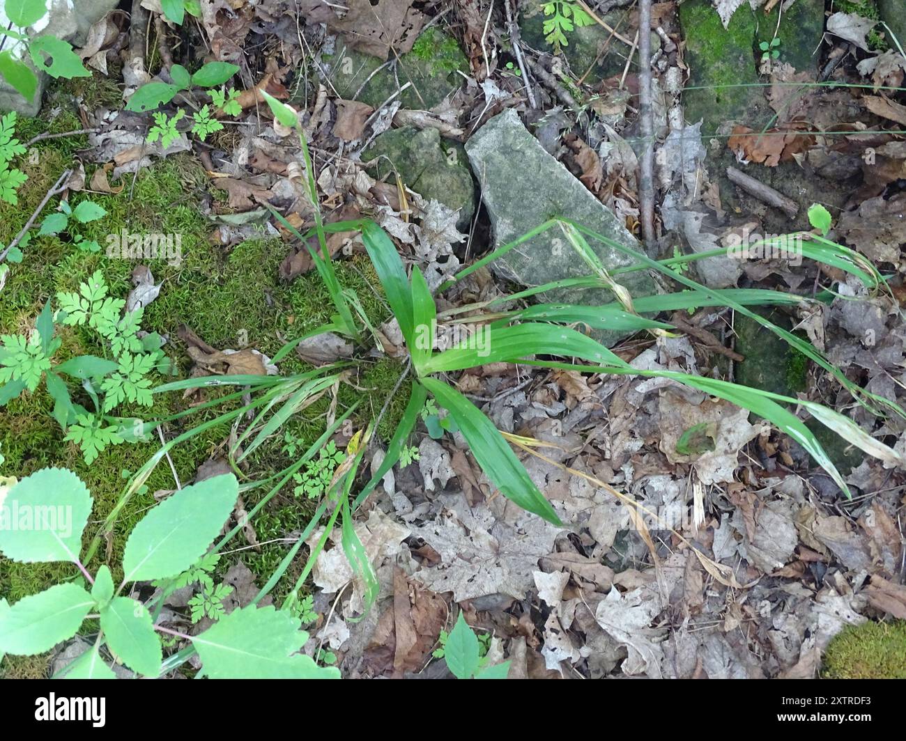 White Bear Sedge (Carex albursina) Plantae Stock Photo - Alamy