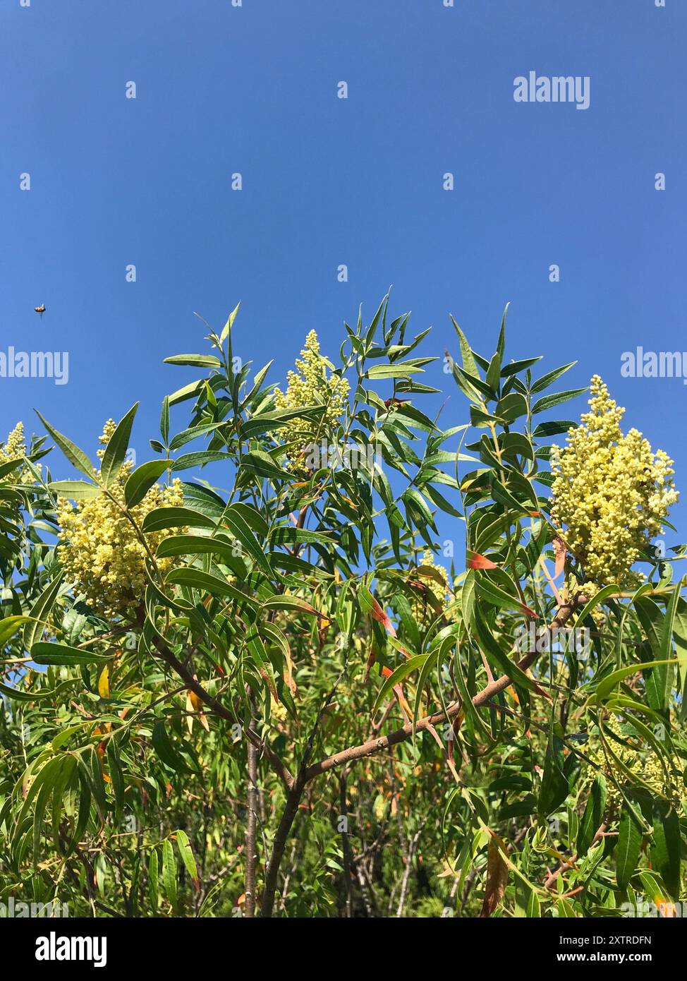 Prairie flameleaf sumac (Rhus lanceolata) Plantae Stock Photo - Alamy