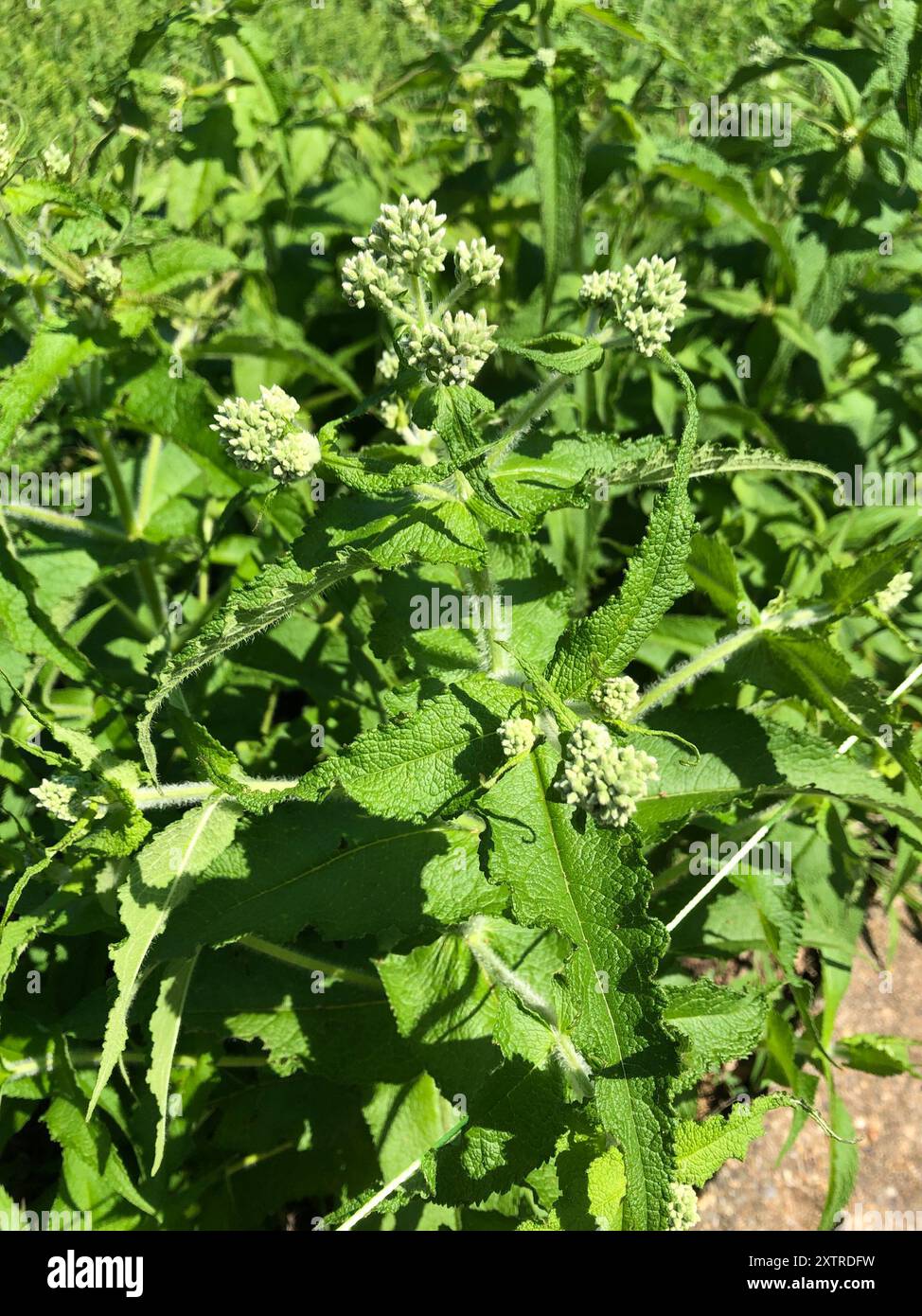 common boneset (Eupatorium perfoliatum) Plantae Stock Photo - Alamy
