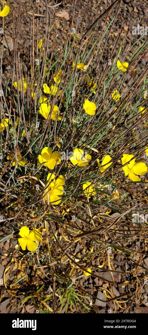 Tufted Poppy (Eschscholzia caespitosa) Plantae Stock Photo - Alamy
