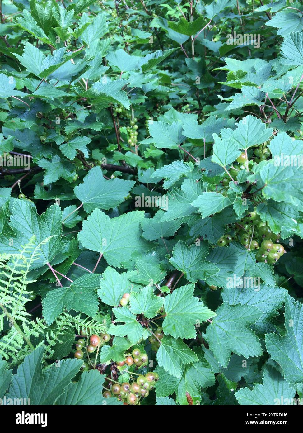 Red Currant (Ribes rubrum) Plantae Stock Photo - Alamy