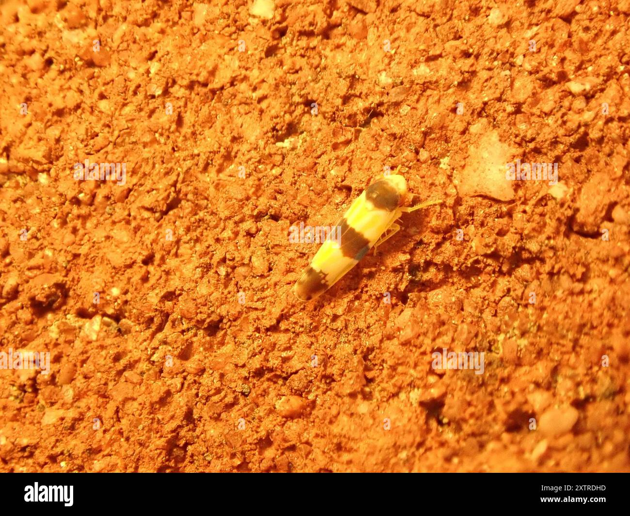 Three-banded Leafhopper (Erythroneura tricincta) Insecta Stock Photo ...