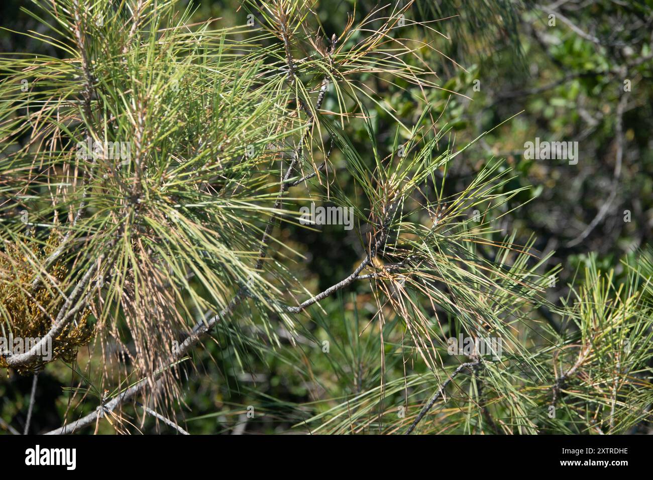 gray pine (Pinus sabiniana) Plantae Stock Photo - Alamy