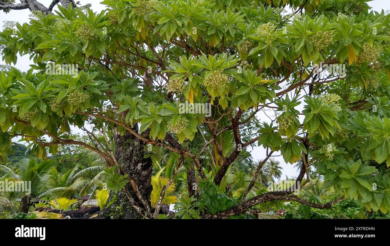 tree heliotrope (Heliotropium arboreum) Plantae Stock Photo - Alamy