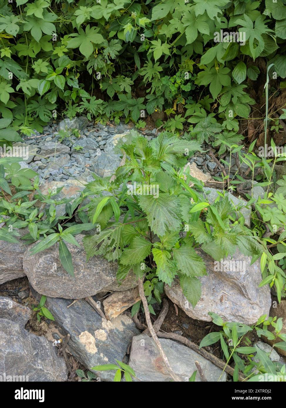beefsteak plant (Perilla frutescens) Plantae Stock Photo - Alamy