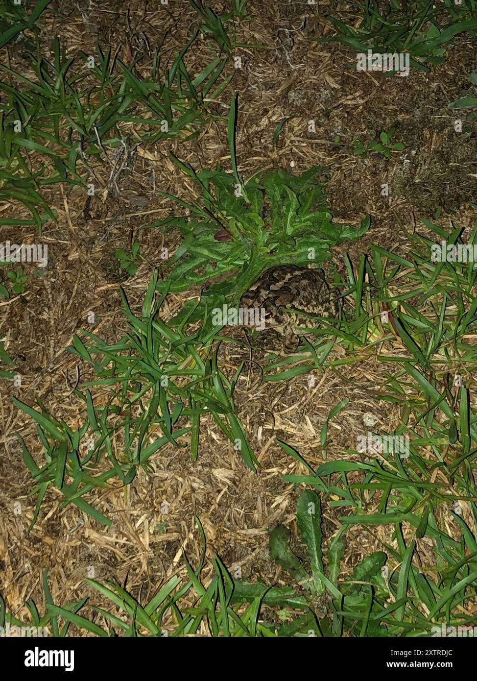 Southern Toad (Anaxyrus terrestris) Amphibia Stock Photo - Alamy