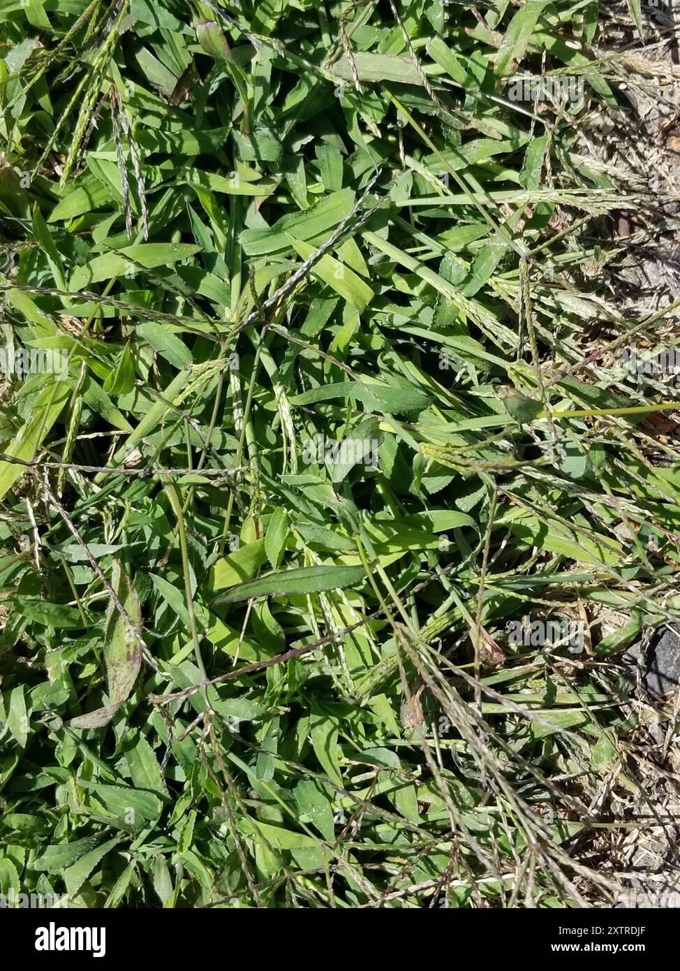 Hairy Crabgrass (Digitaria sanguinalis) Plantae Stock Photo - Alamy