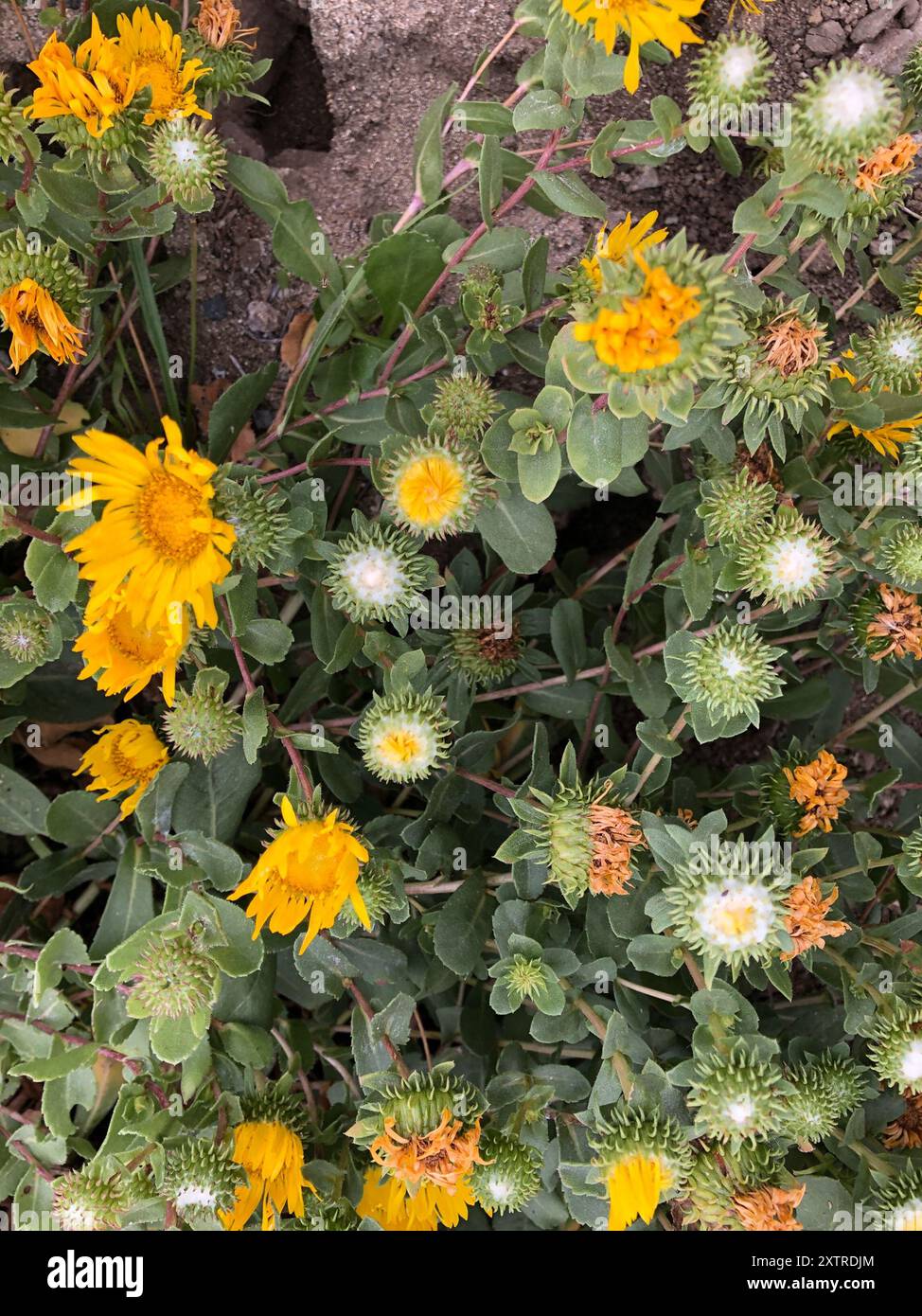 Oregon Gumplant (Grindelia stricta) Plantae Stock Photo - Alamy