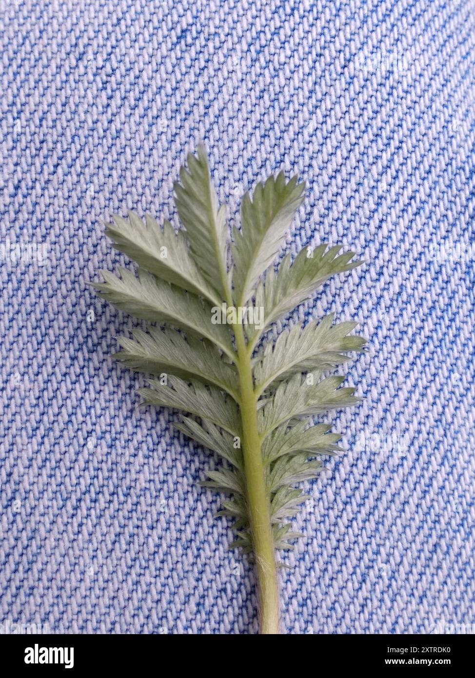 common silverweed (Argentina anserina) Plantae Stock Photo - Alamy