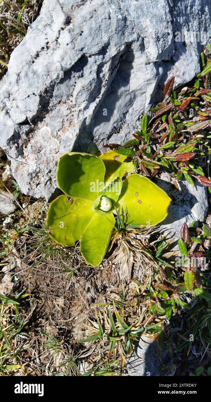 Bear's Ear (Primula auricula) Plantae Stock Photo - Alamy