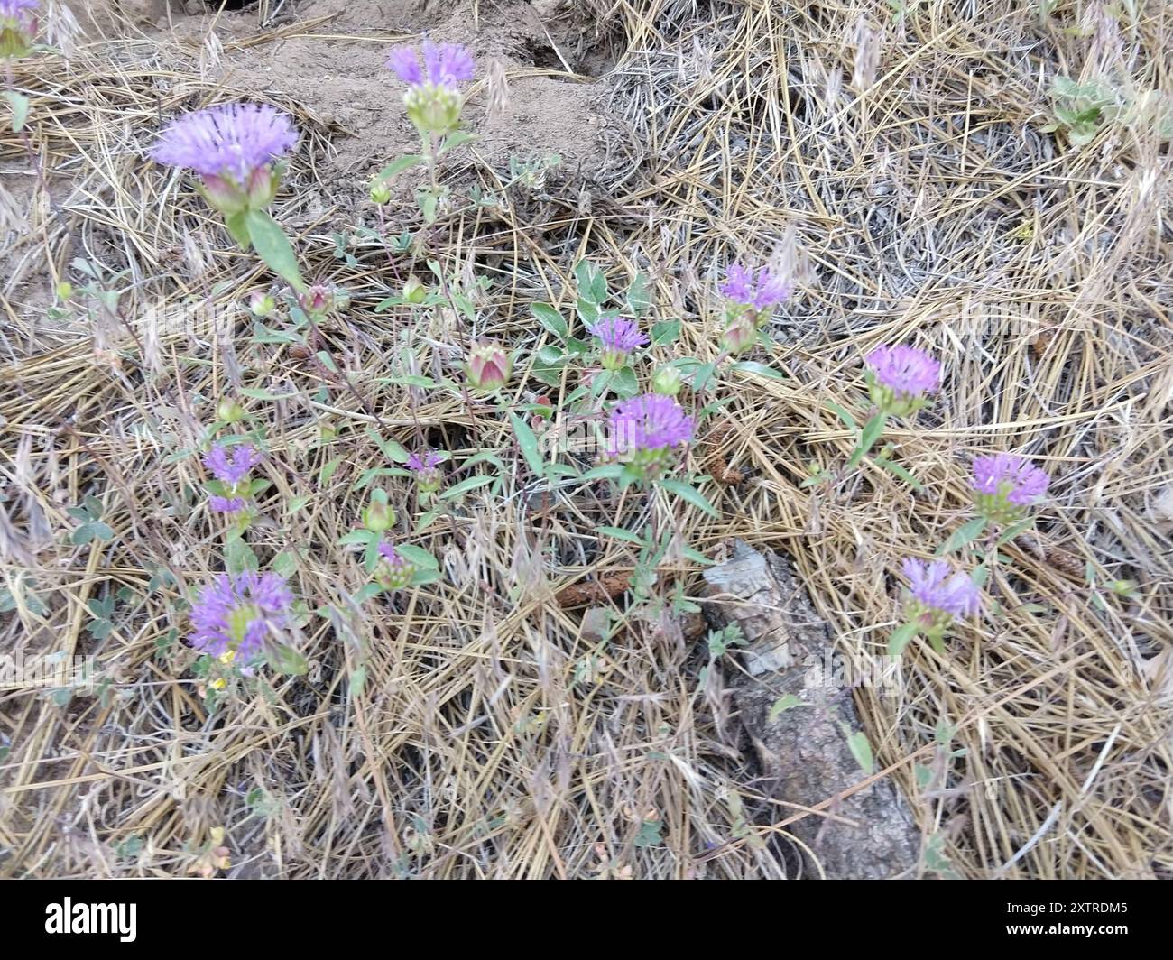 Coyote Mint (Monardella villosa) Plantae Stock Photo - Alamy