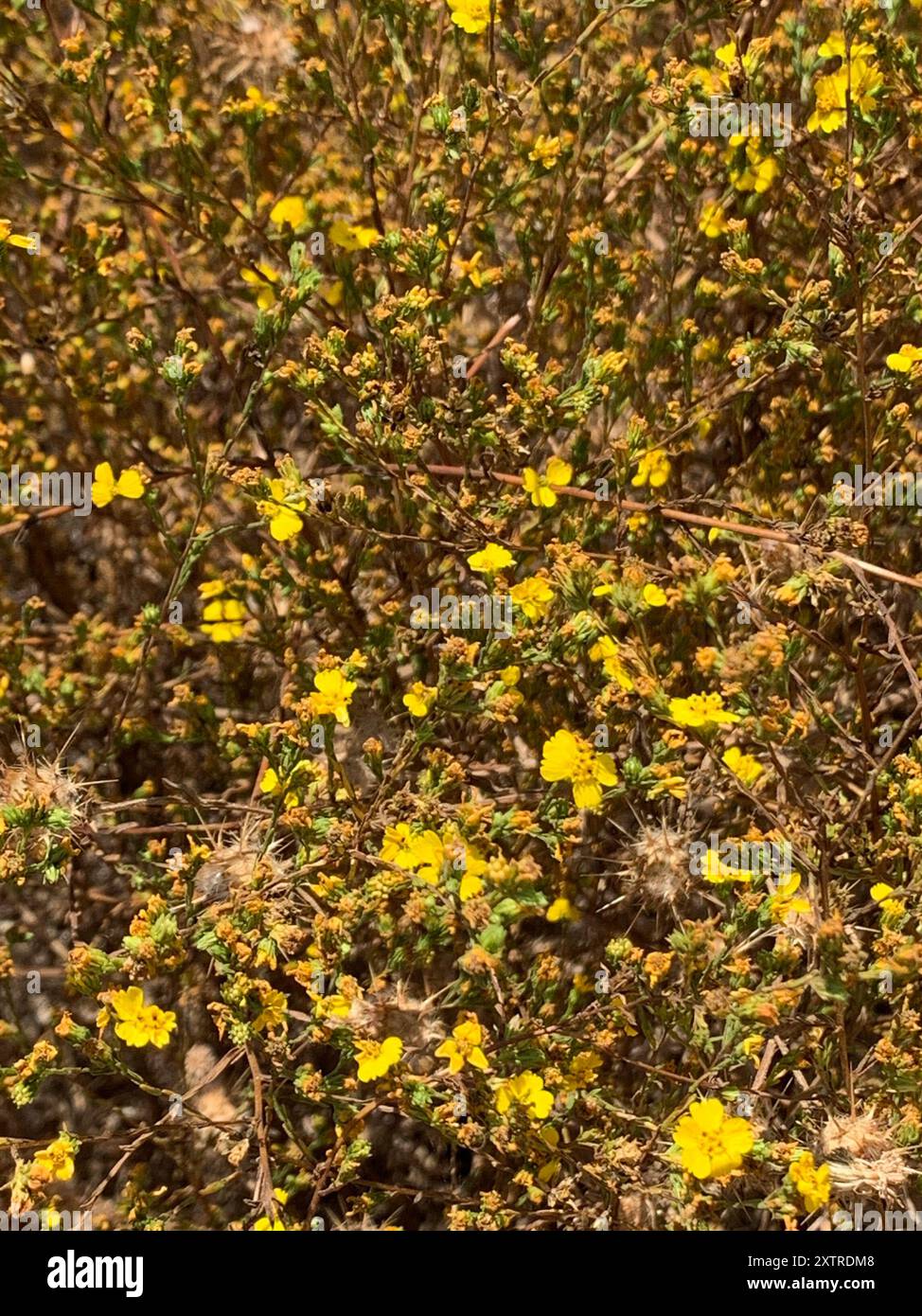 Clustered Tarweed (Deinandra fasciculata) Plantae Stock Photo - Alamy