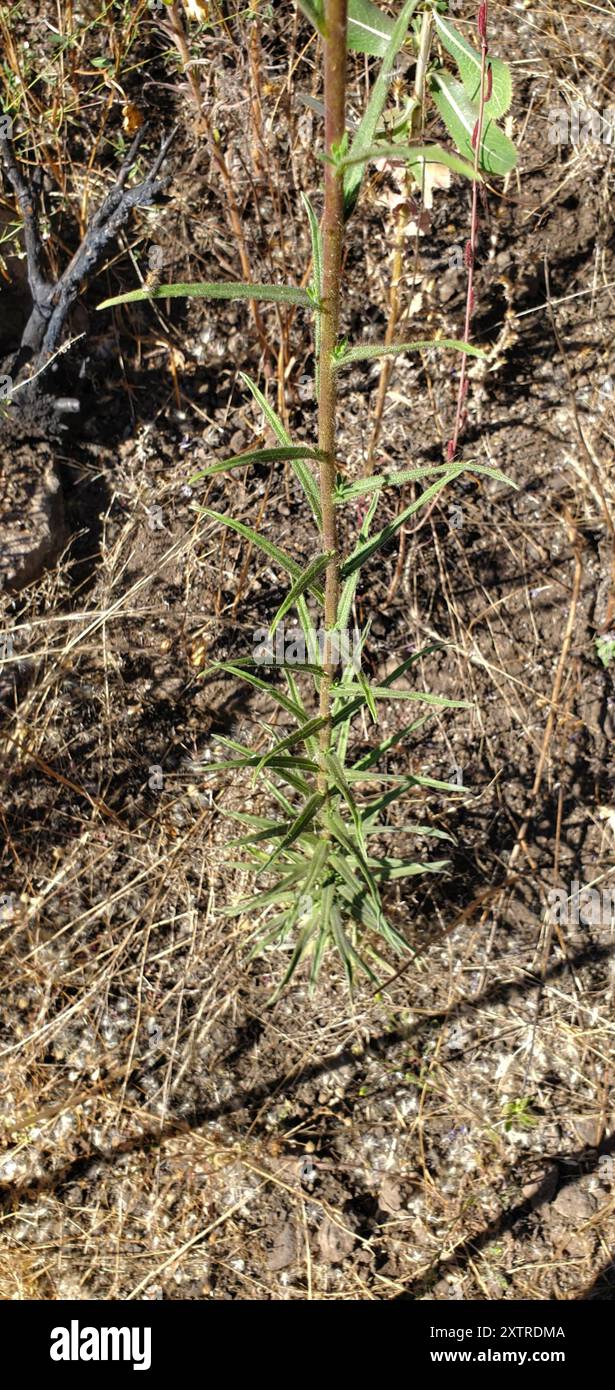 Common Madia (Madia elegans) Plantae Stock Photo - Alamy