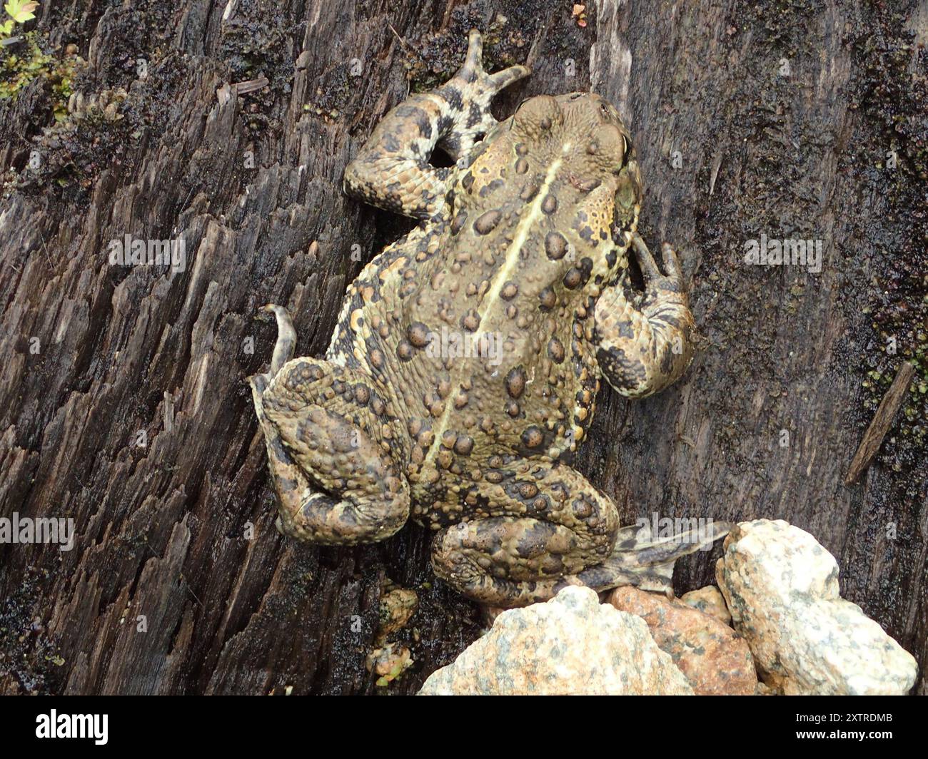 Western Toad (Anaxyrus boreas) Amphibia Stock Photo - Alamy