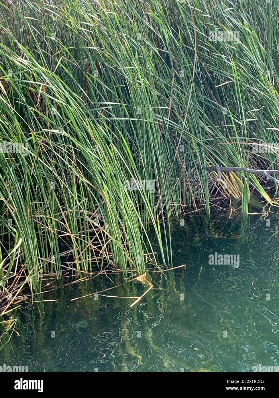 Cattails (Typha) Plantae Stock Photo - Alamy