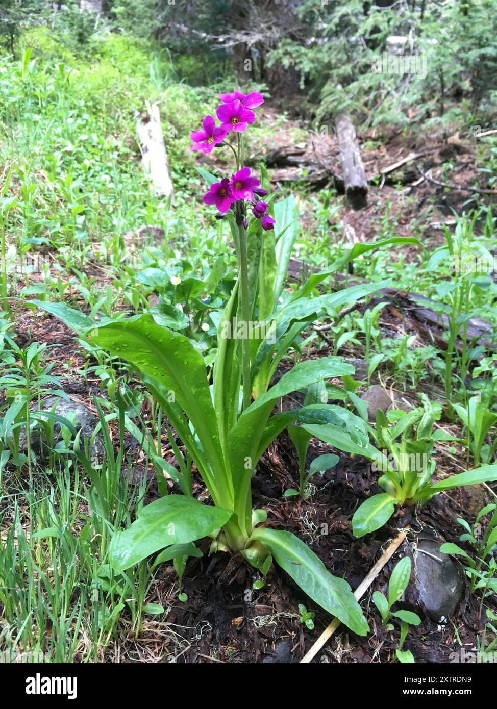 Parry's primrose (Primula parryi) Plantae Stock Photo - Alamy