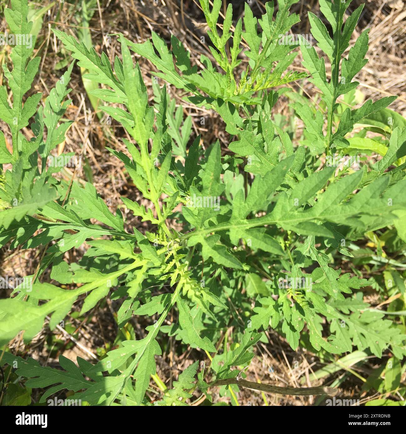 common ragweed (Ambrosia artemisiifolia) Plantae Stock Photo - Alamy