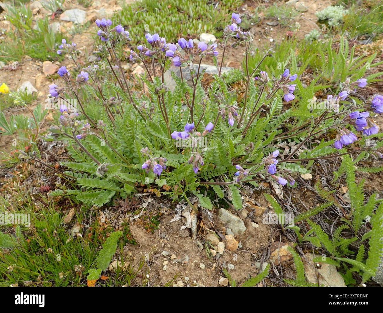 Pretty Jacob's-ladder (Polemonium pulcherrimum) Plantae Stock Photo - Alamy