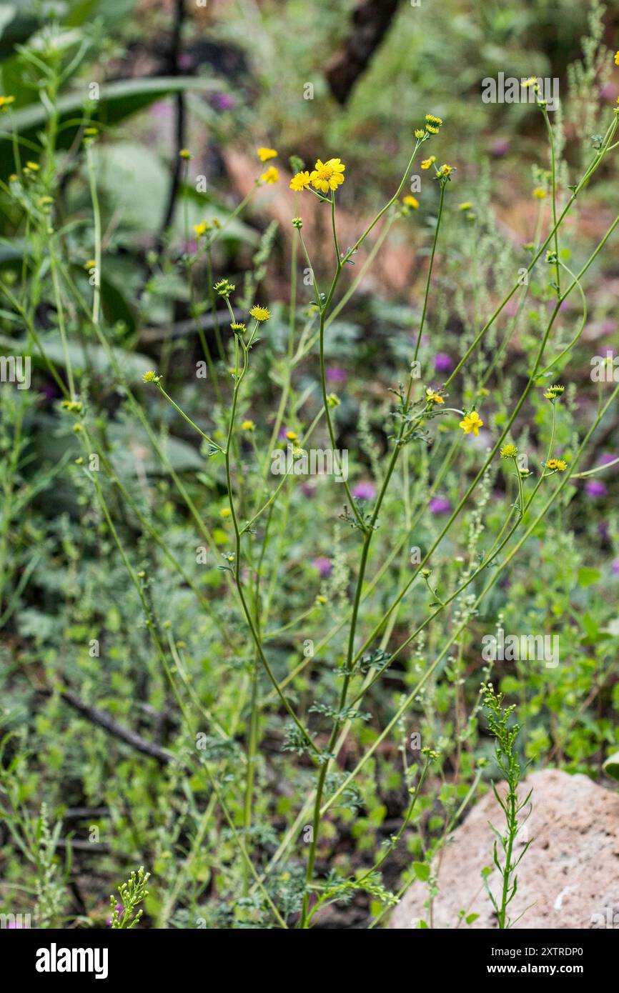 Hymenothrix dissecta hi-res stock photography and images - Alamy