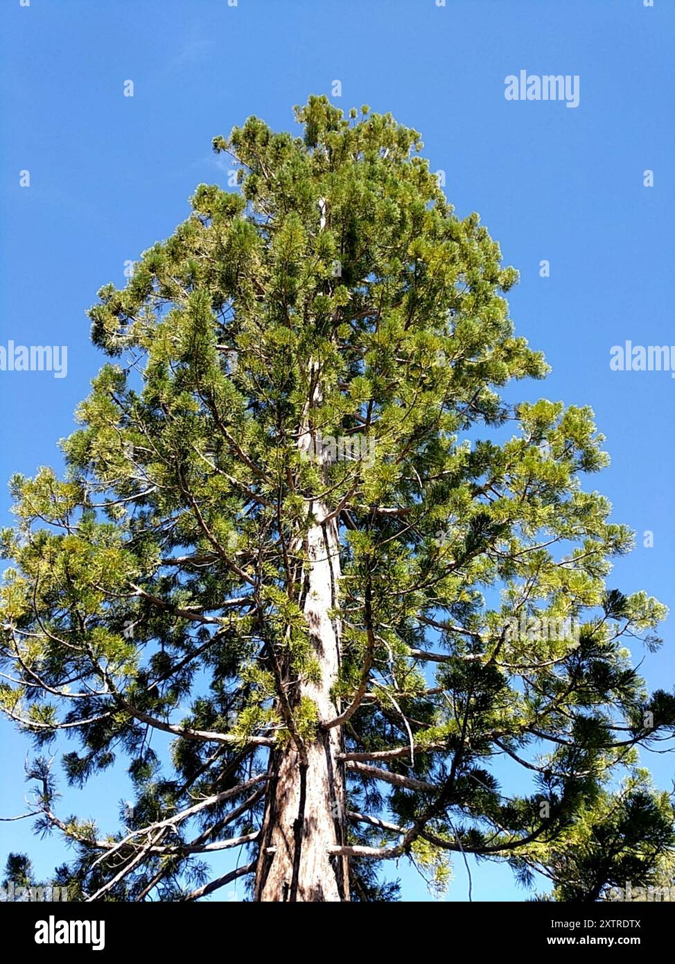 cypress family (Cupressaceae) Plantae Stock Photo - Alamy