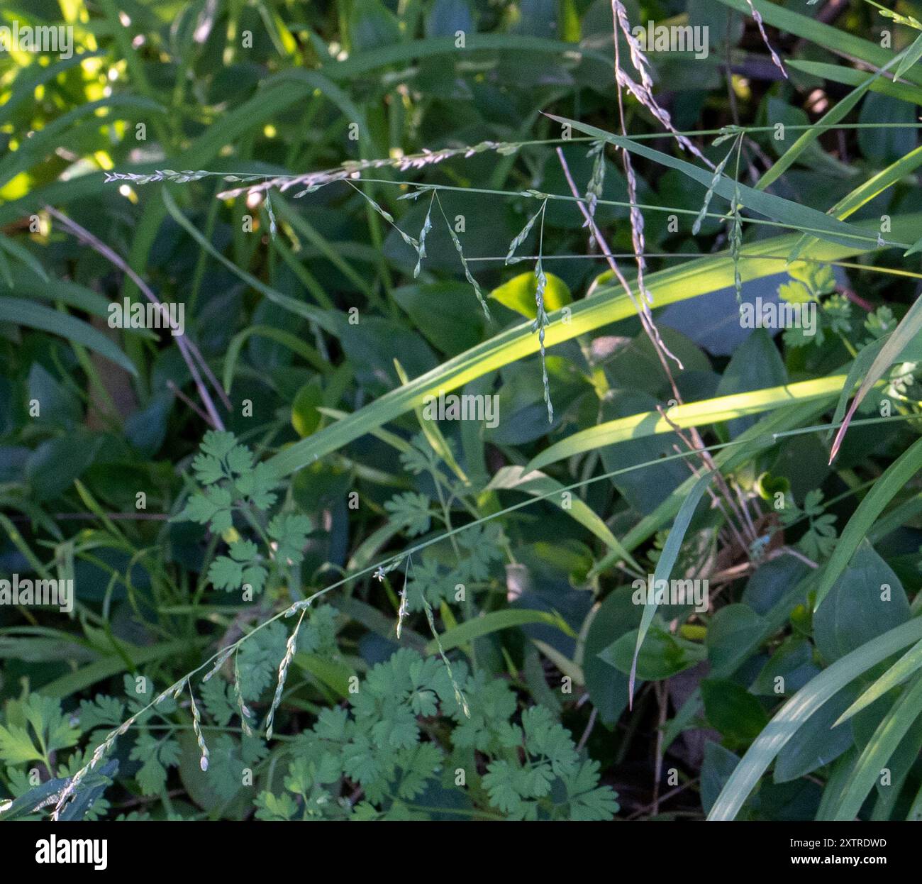 panic veldtgrass (Ehrharta erecta) Plantae Stock Photo - Alamy