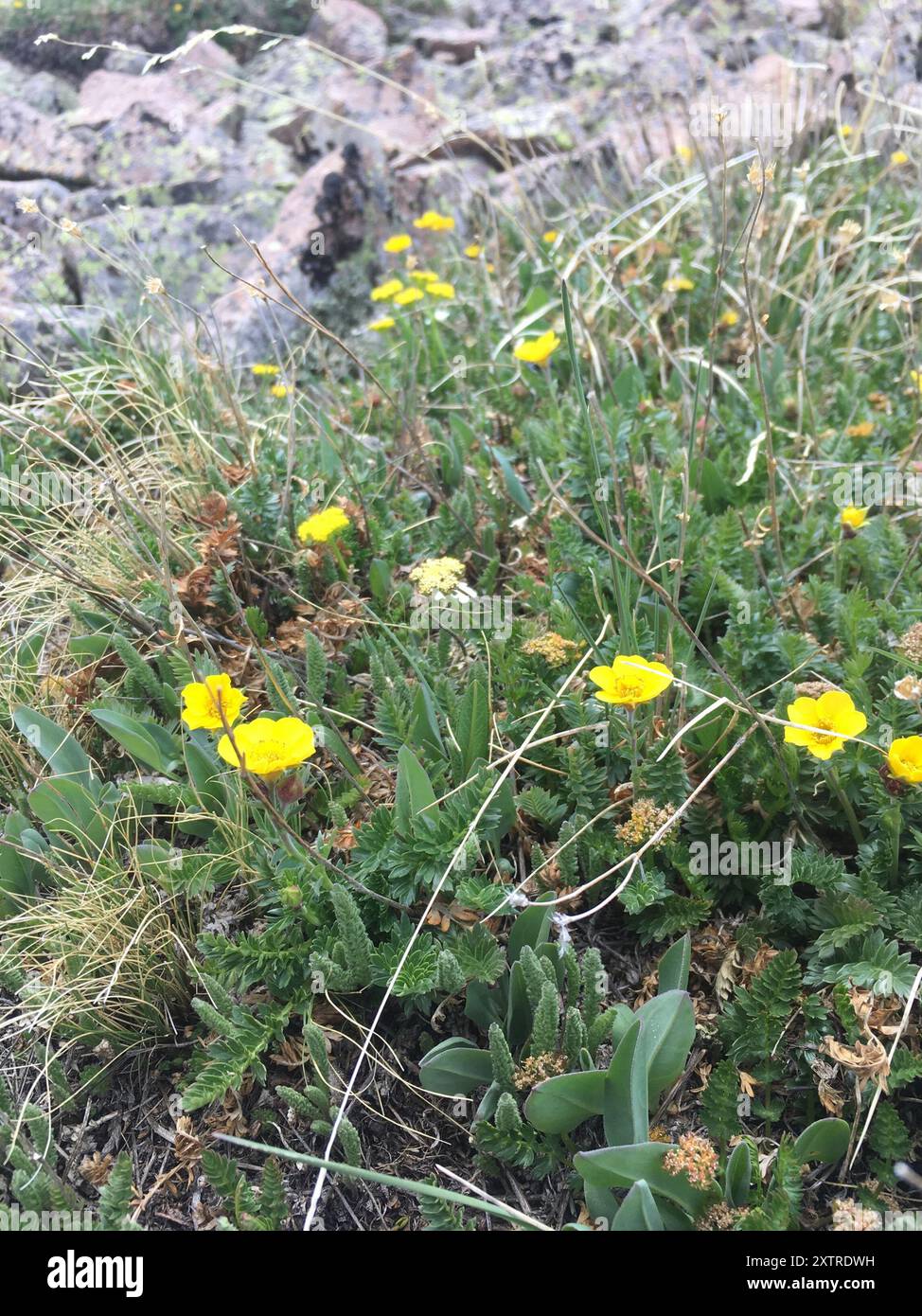 Ross' Avens (Geum rossii) Plantae Stock Photo - Alamy