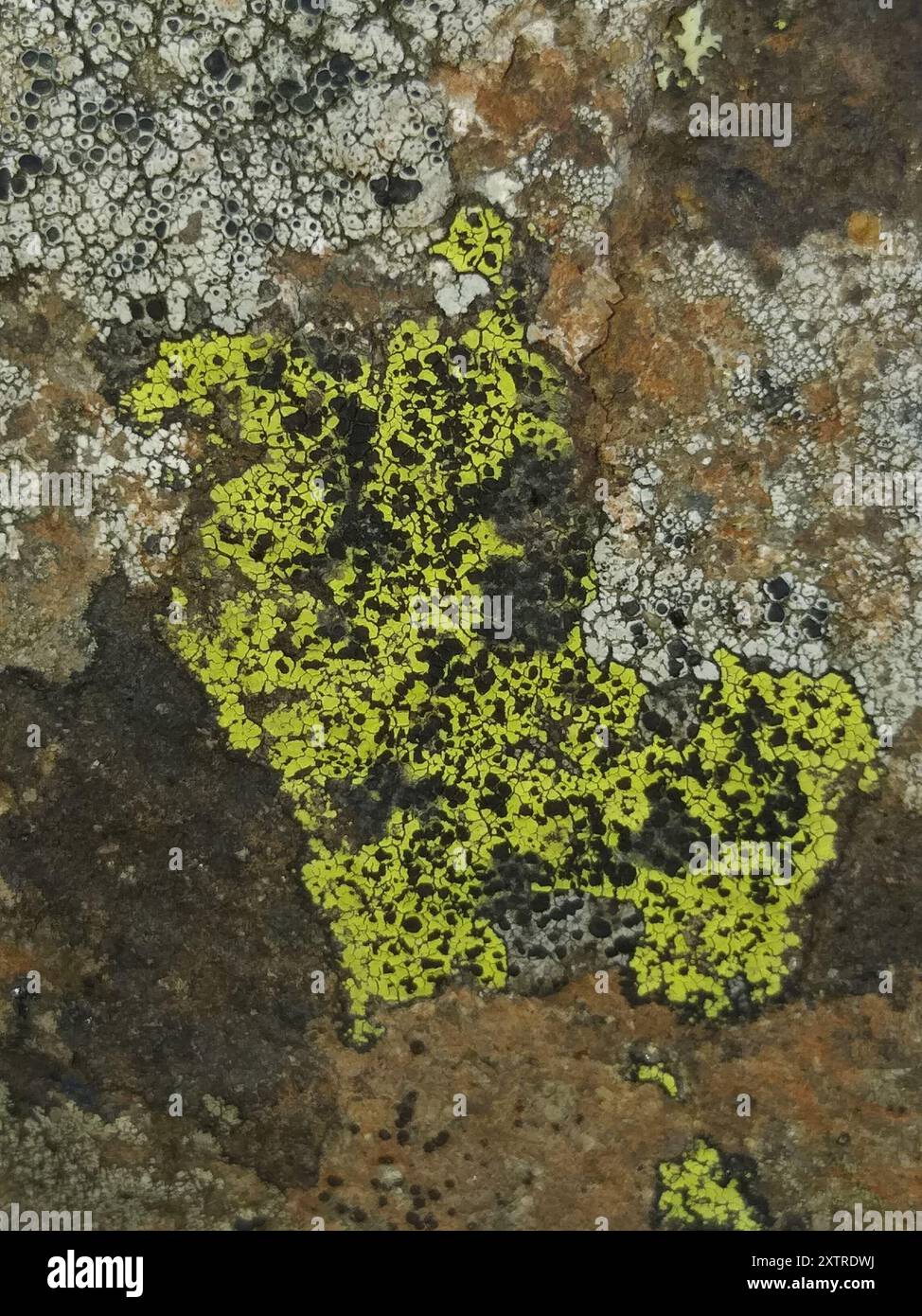yellow map lichen (Rhizocarpon geographicum) Fungi Stock Photo - Alamy