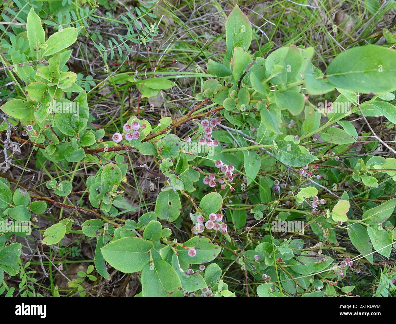 Early Lowbush Blueberry (Vaccinium pallidum) Plantae Stock Photo - Alamy