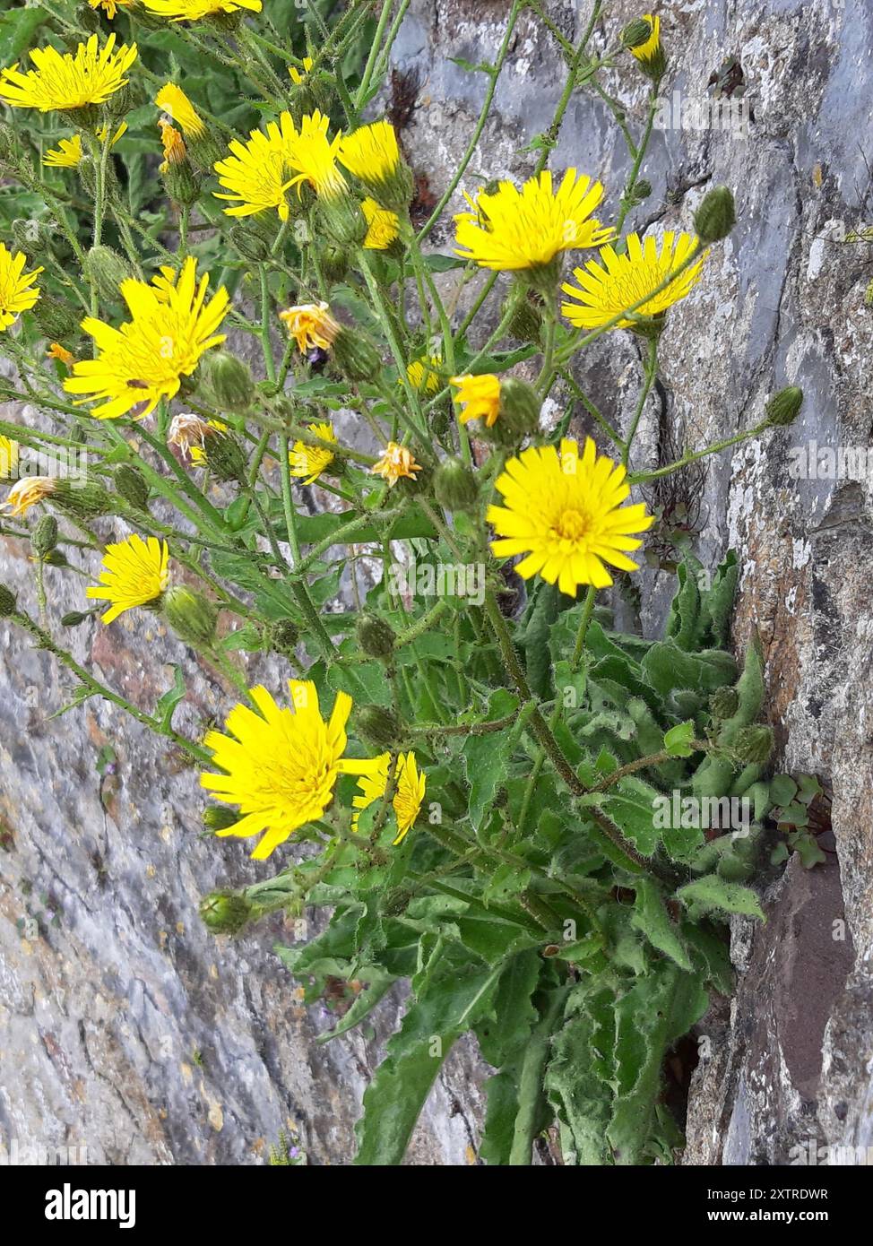 Wall hawkweed (Hieracium murorum) Plantae Stock Photo - Alamy